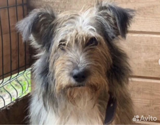 Тяпе нужен дом и заботливая семья