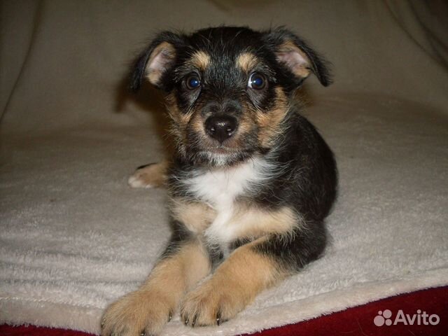 Щенок метиз терьера 2 месяца