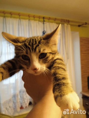 Котята