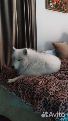 Самоед Кобель для вязки