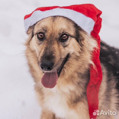 Метис колли Собака Флаффи в добрые руки