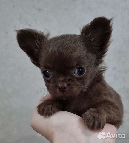 Чихуахуа мини девочка