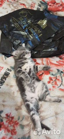 Котенок в добрые руки
