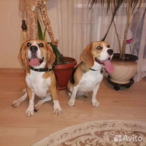 Щенки бигль москва