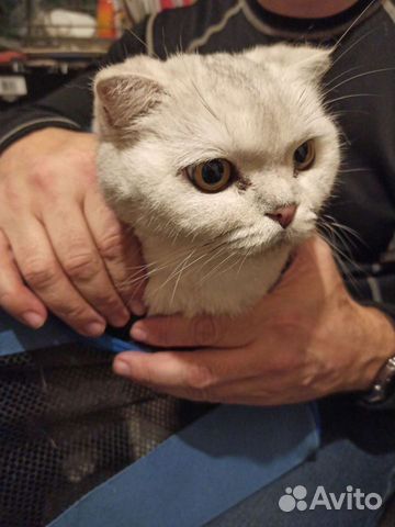 Шотландская вислоухая кошка бесплатно