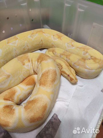 Императорский удав sharp albino