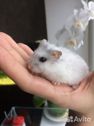 Хомяк с домом