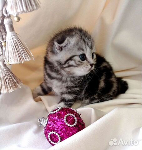 Шотландские котята