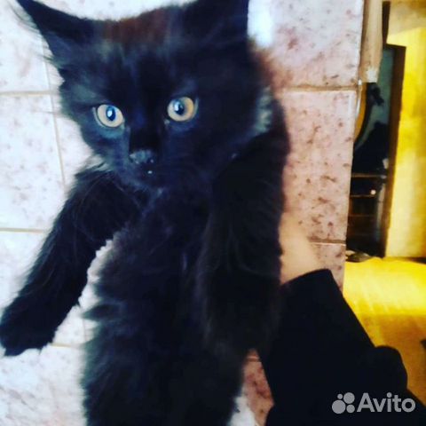 Котята в добрые руки бесплатно