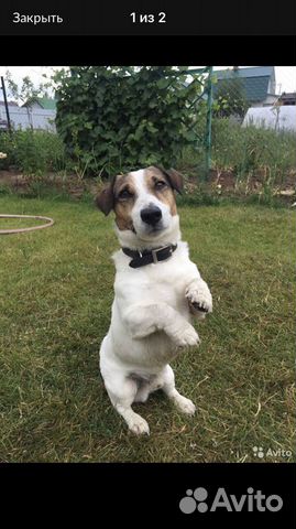 Джек рассел терьер