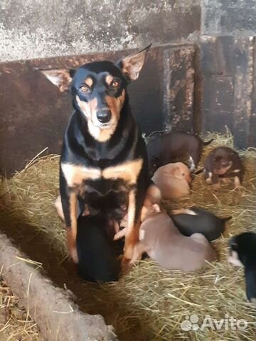 Щенки келпи