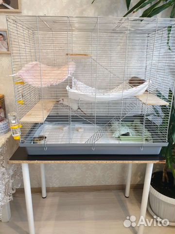 Декоративные крысы с клеткой