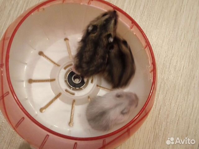 Джунгарские хомячата