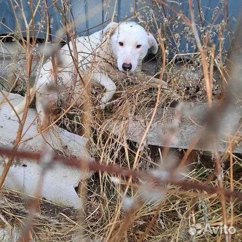 Собачка-инвалид ищет дом