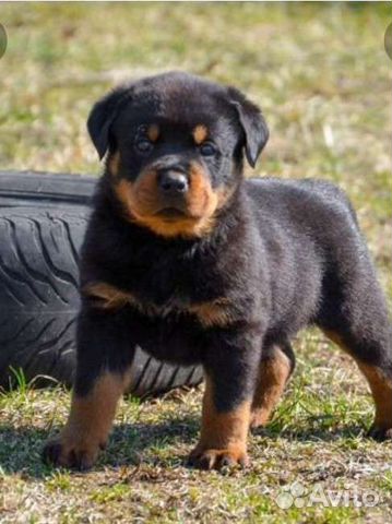 Щенки ротвейлера