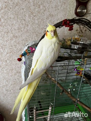 Попугай карелла мальчик