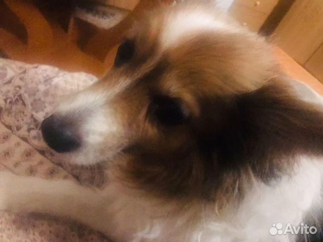 Собака, 10 лет