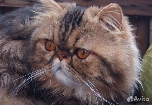 Персидский кот, вязка