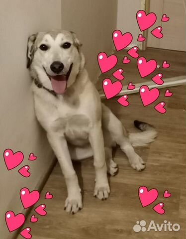 Собачка в добрые руки