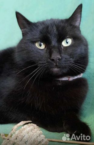 Зеленоглазая Черная Орхидея