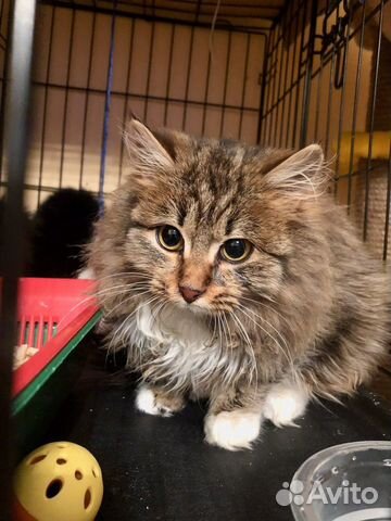 Пушисточка котёнок Маковка в добрые руки