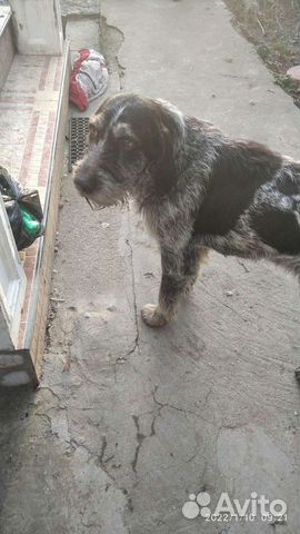 Дратхаар бездомный приблудился