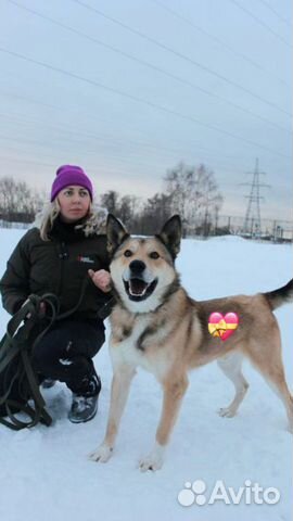 Собака из приюта. Спасите. Джони ищет дом