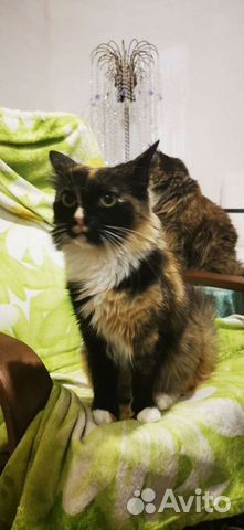 Кошка в добрые руки