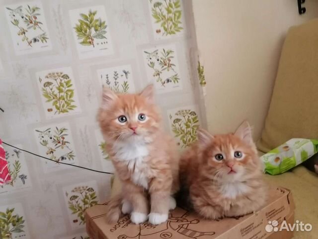 Котята сибирской породы с родословной