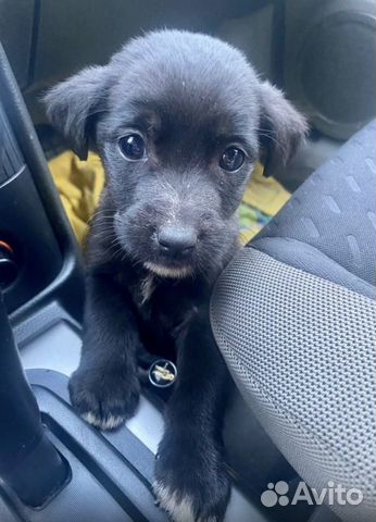 Щенок в добрые руки бесплатно