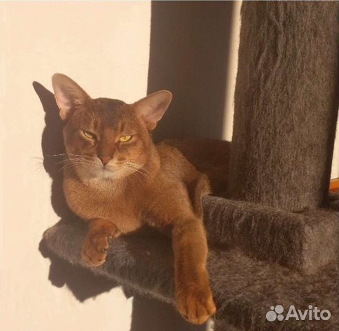 Абиссинский кот вязка