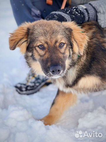 Щенок из приюта в добрые руки
