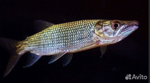 Африканская Харациновая щука