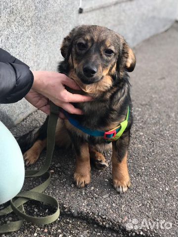 Ищет дом щенок мелкой Собачки Фрося