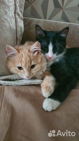 Котята-братики в дар