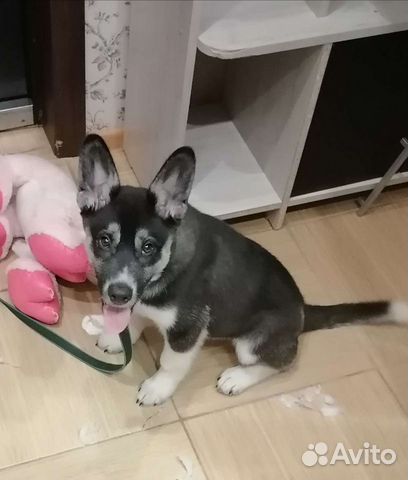 Хаски щенок