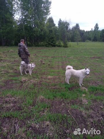 Рабочие зсл