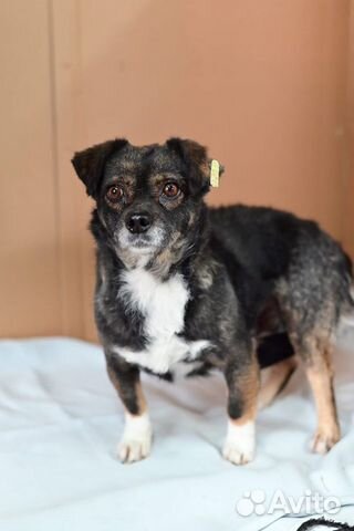 Маленькая собака ищет любящих хозяев