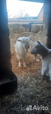 Козел на случку