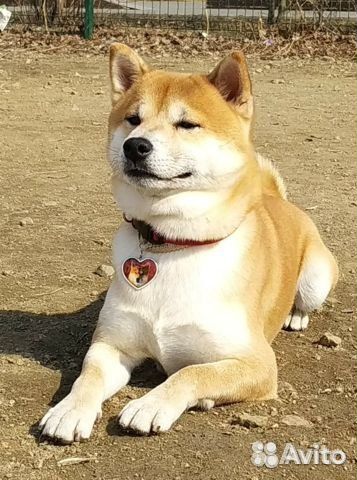 Сиба Ину для кобель для вязок