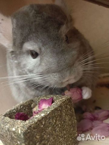 Шиншилла и витрина для шиншиллы