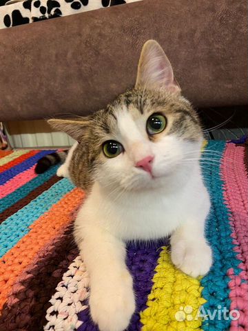 Котенок мальчик 6 мес. в дар
