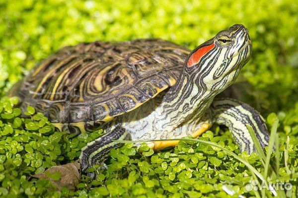Черепахи красноухие в добрые руки вместе с аквариу