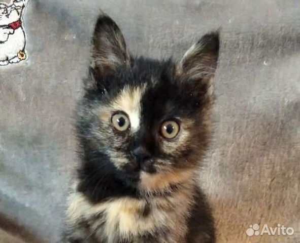 Котенок по имени Кроша, 3,5 месяца