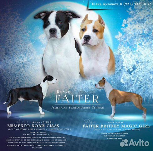 Щенки амстаффа