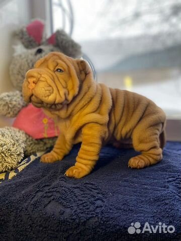 Шарпейки (сладкие плюшки)