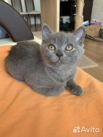 Шотландские прямоухие котята