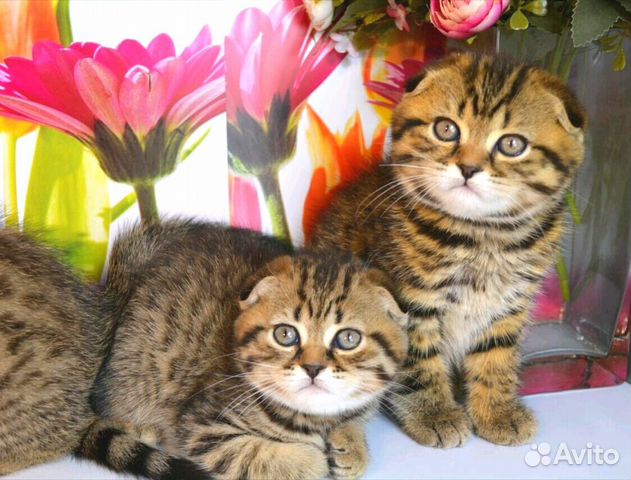Скоттиш фолд и Хайленд страйт супер котятки