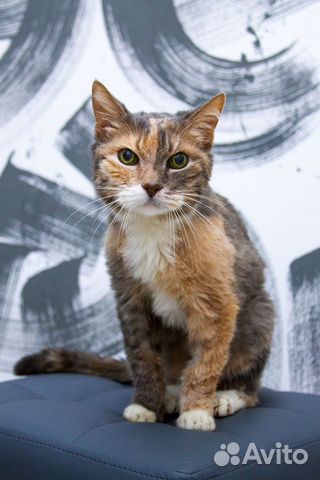 Кошка-бабушка ищет отзывчивое сердце