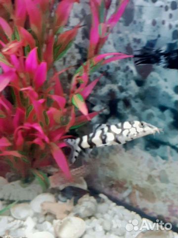 Аквариумные рыбки 2шт